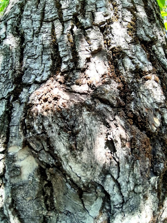 Natural Wood. Modern Abstract Pattern with Texture. Photo Material ...