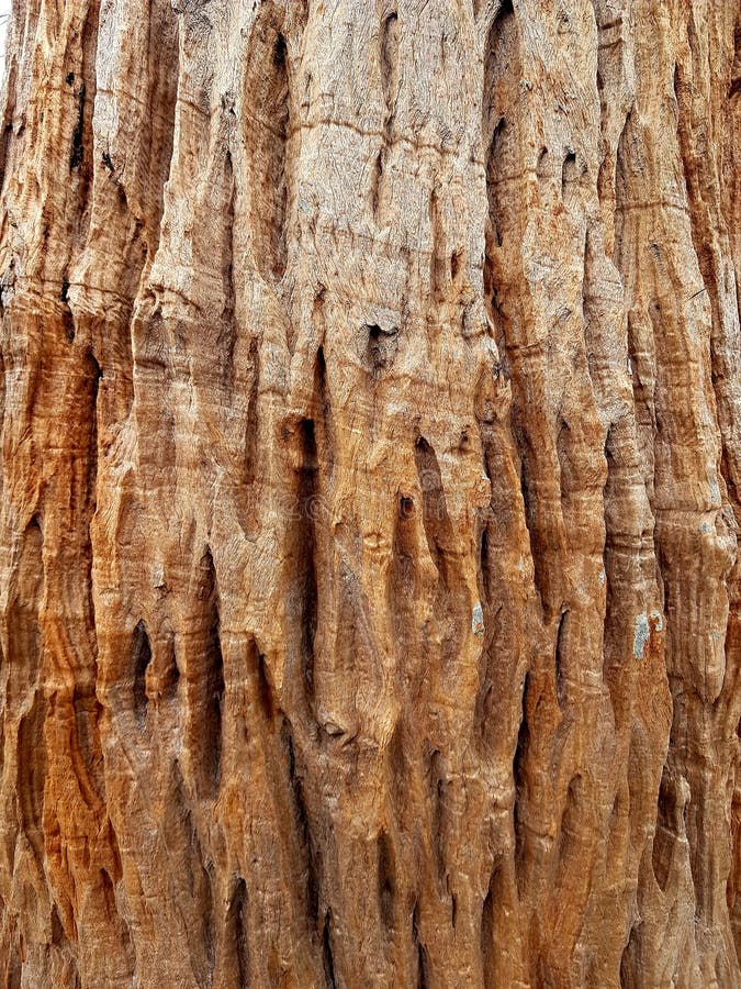 Natural wood pattern stock image. Image of pattern, wood - 134600031