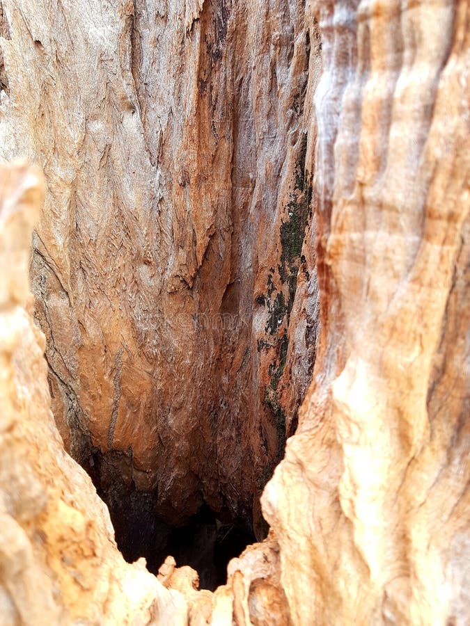 Natural wood pattern stock photo. Image of wood, grain - 134600038