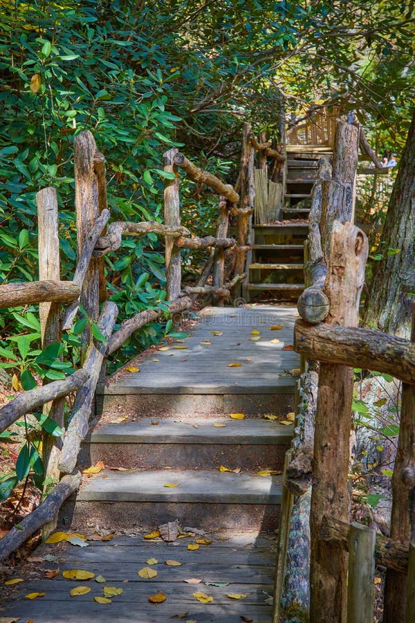 Natural Wood Railing Boardwalk Steps Going Back Inti Green Forest Stock ...