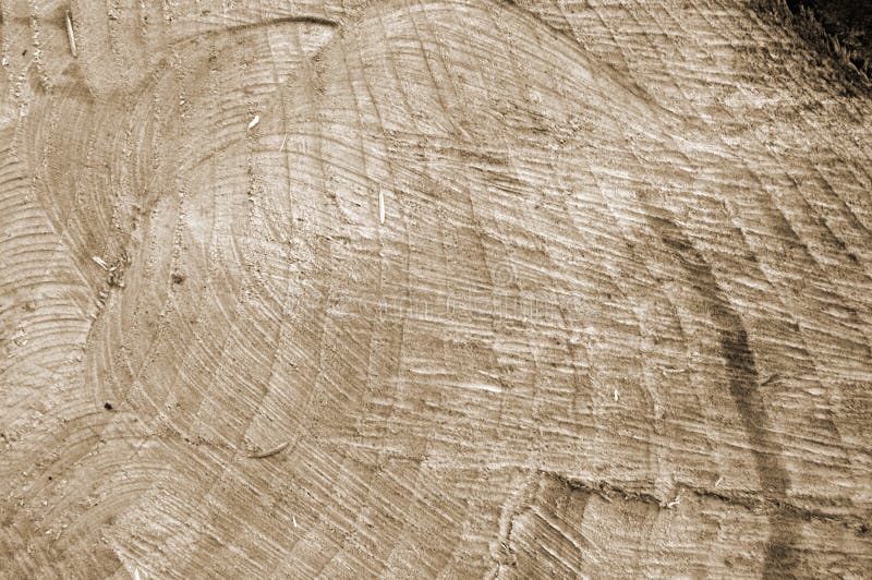 Natural wood texture stock photo. Image of bitmap, texture - 26227214