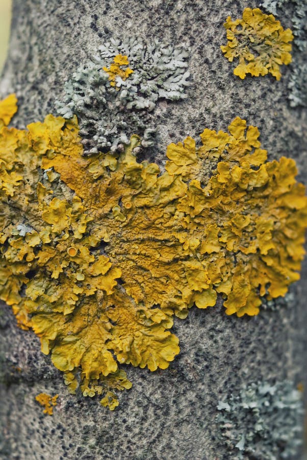 Natural Wood Texture, Close-up, Natural Light Stock Photo - Image of ...