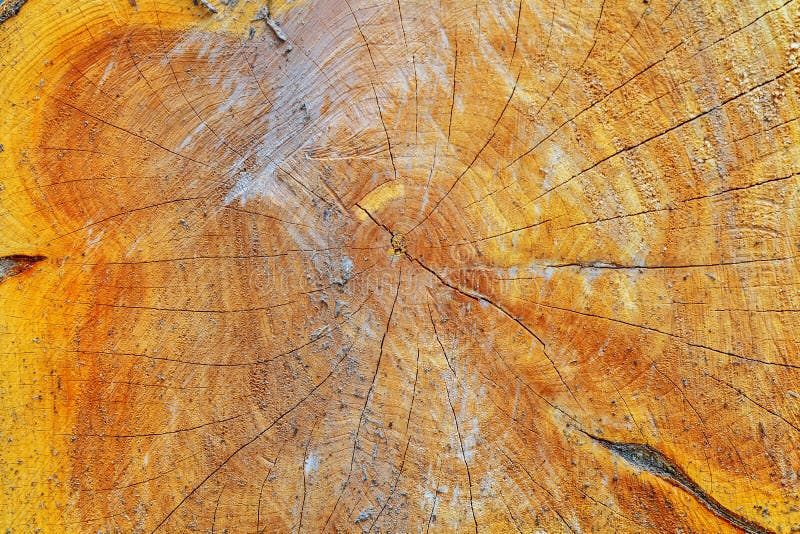 Natural Wood Texture of Cut Tree Trunk, Close-up Stock Photo - Image of ...