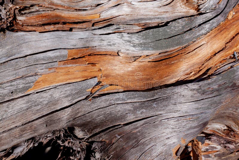 Natural Wood Texture. Old Tree Trunk Background Stock Photo - Image of ...