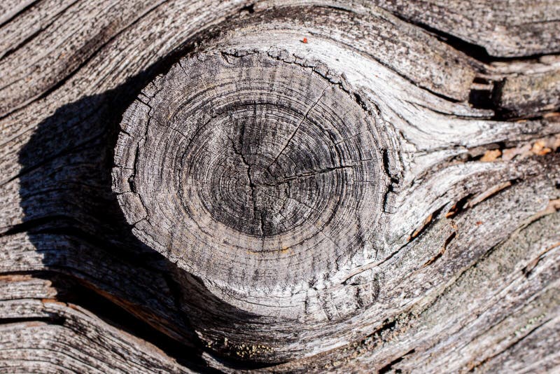 Natural Wood Texture. Old Tree Trunk Background Stock Photo - Image of ...