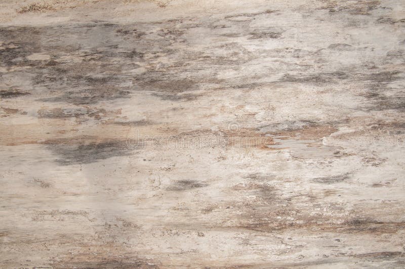 Natural Wood Texture of Old Pruned Tree Stock Photo - Image of natural ...