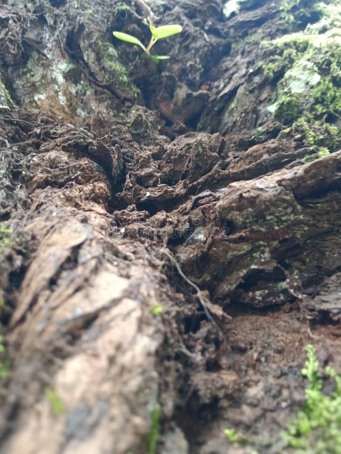 155 Word Ridge Stock Photos - Free & Royalty-Free Stock Photos from ...