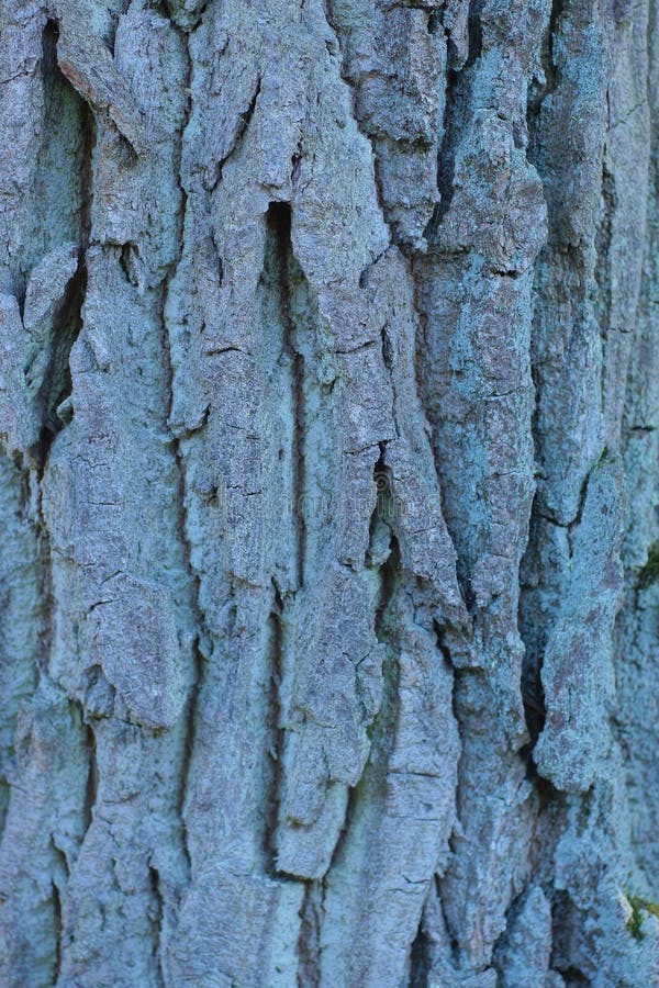 Wooden Texture from a Pattern of Gray Blue Oak Tree Bark Stock Image ...
