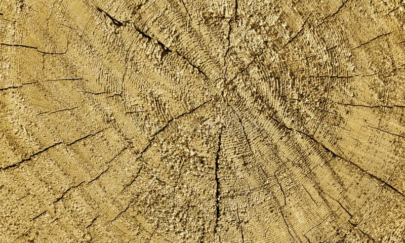 Natural Wooden Texture with Rings and Cracks Pattern Stock Image ...