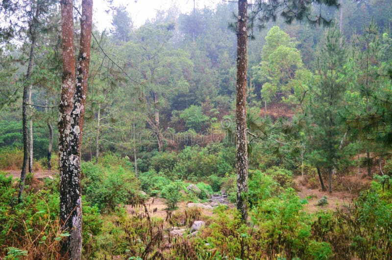Natural woods in the wild stock photo. Image of spruce - 203312538