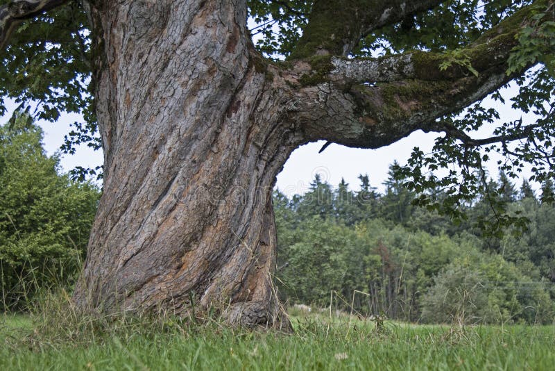 Natural work of art stock image. Image of structure, gebochen - 59455701