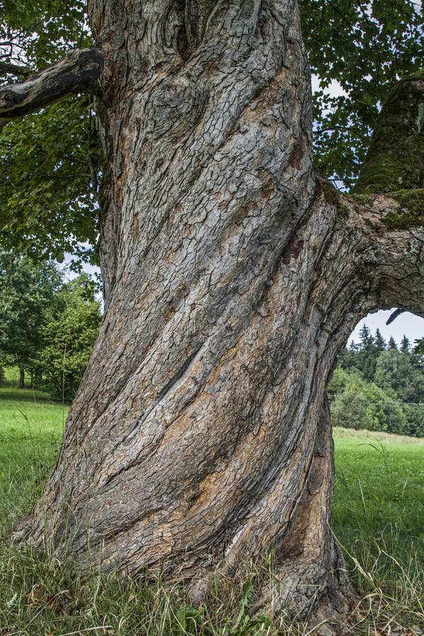 Natural work of art stock image. Image of wooden, pattern - 59700667