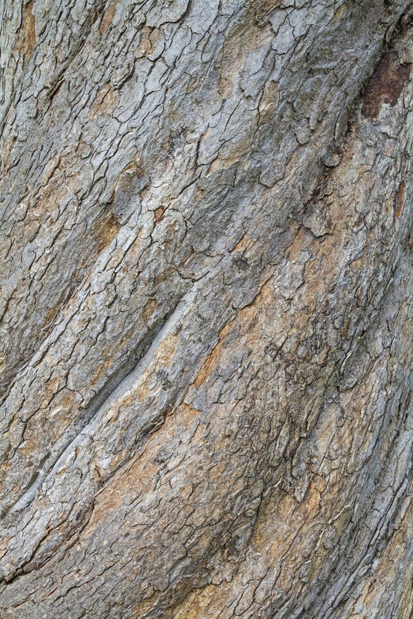 Natural work of art stock photo. Image of bark, wood - 63194534