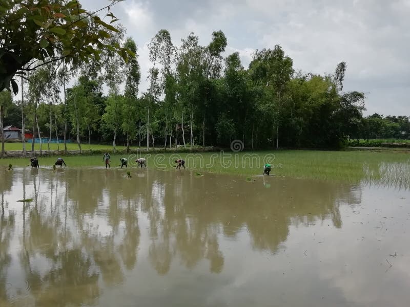 Natural work stock photo. Image of natinalthe, kurigram - 157053324