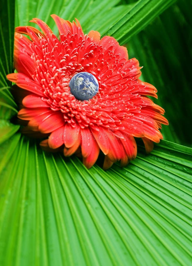 Gerber on the leaf stock image. Image of bloom, macro, leaf - 47483