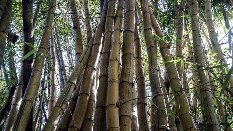 Natural Yellow Bamboo Bush in Brazilian Jungle Stock Image - Image of ...
