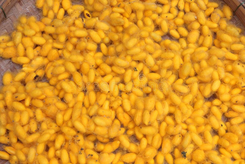 Natural yellow cocoon. stock image. Image of color, food - 97459867