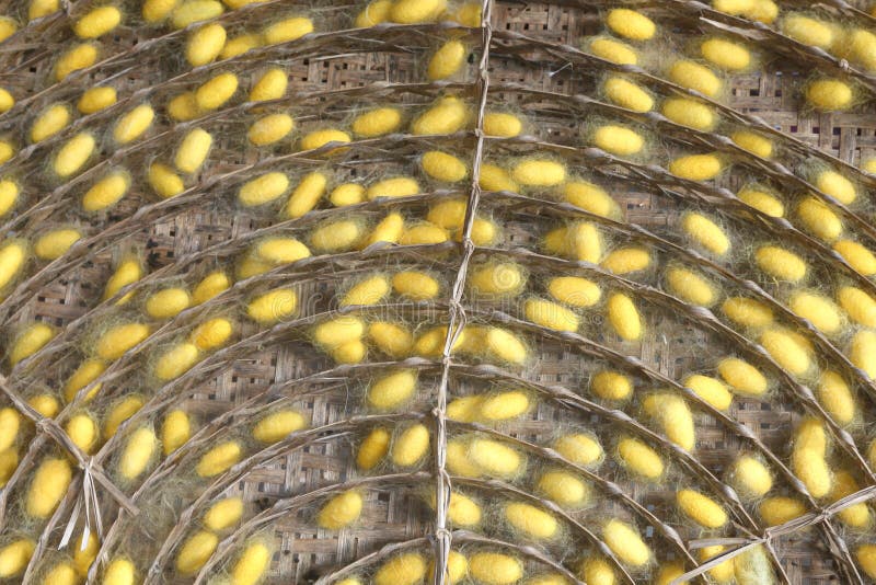 Natural Yellow Cocoon, a Source of Silk Thread and Silk Fabric. Stock ...