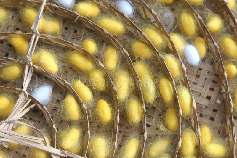 Natural Yellow Cocoon and White, a Source of Silk Thread and Silk ...