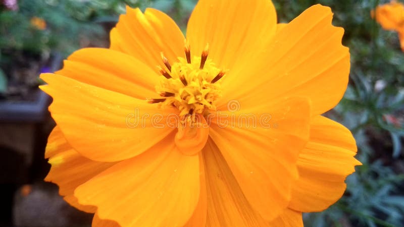 Natural Yellow Color from Flower Stock Photo - Image of natural, yellow ...