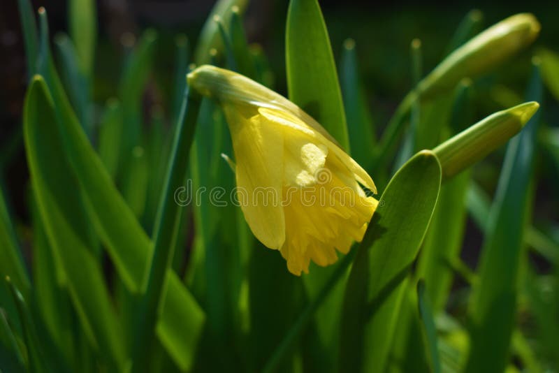 Natural Yellow Daffodil in the Garden Stock Photo - Image of lilies ...