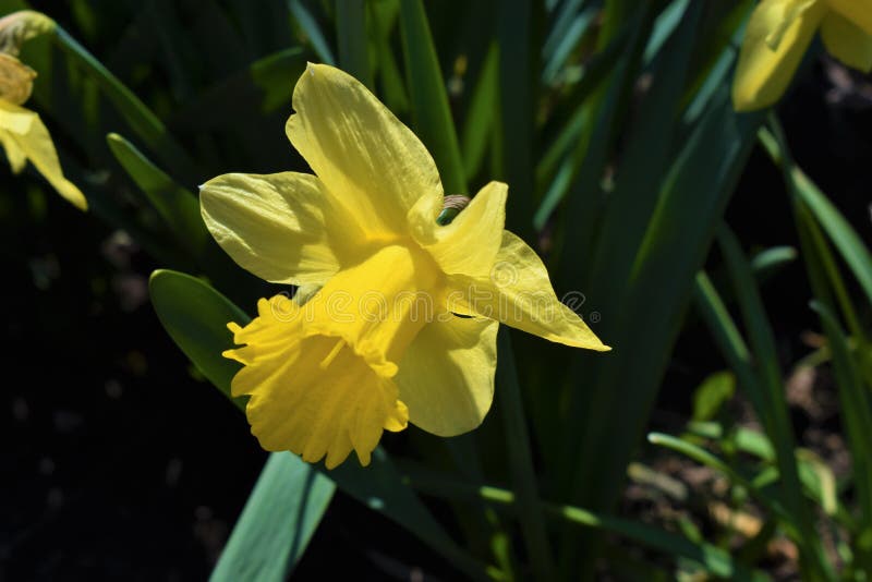 Natural Yellow Daffodil in the Garden Stock Image - Image of beauty ...