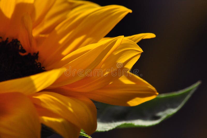 Natural yellow flames stock image. Image of natural - 182671663