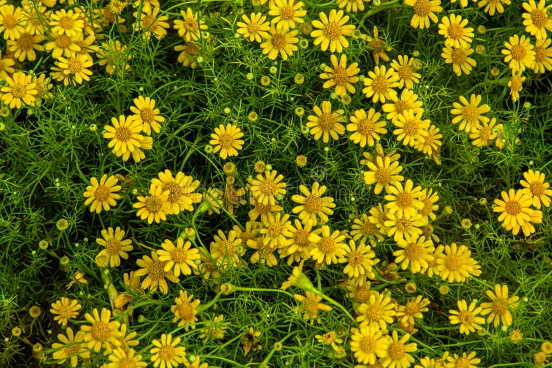 Natural Yellow Flowers Background Stock Photo - Image of botany, gift ...