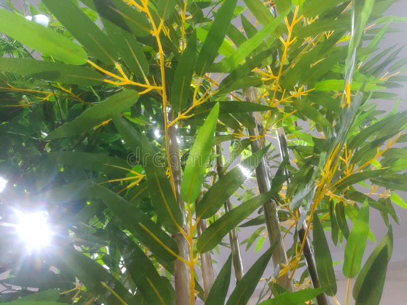 Natural yellow twig stems stock photo. Image of natural - 202930164