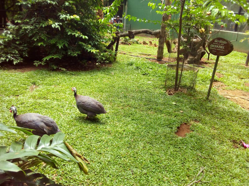 Natural zoo life stock image. Image of colombo, life - 122159897