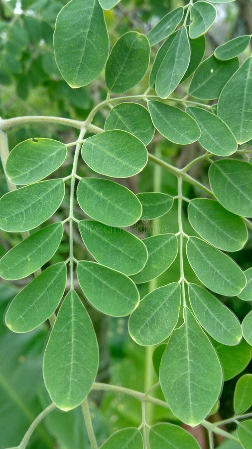 Hojas de Moringa foto de archivo. Imagen de verde, hojas - 140268446