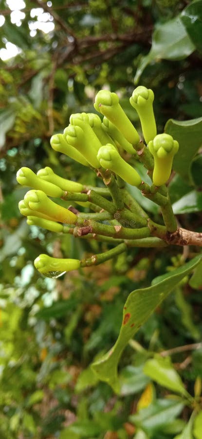 Naturaleza de clavo verde imagen de archivo. Imagen de fresco - 221449331