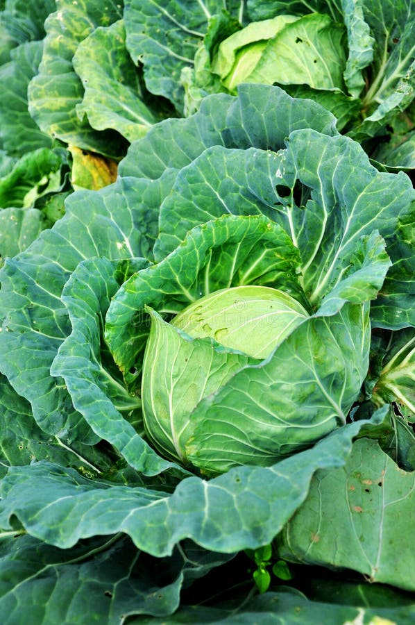 Naturaleza de la col imagen de archivo. Imagen de fresco - 34477441