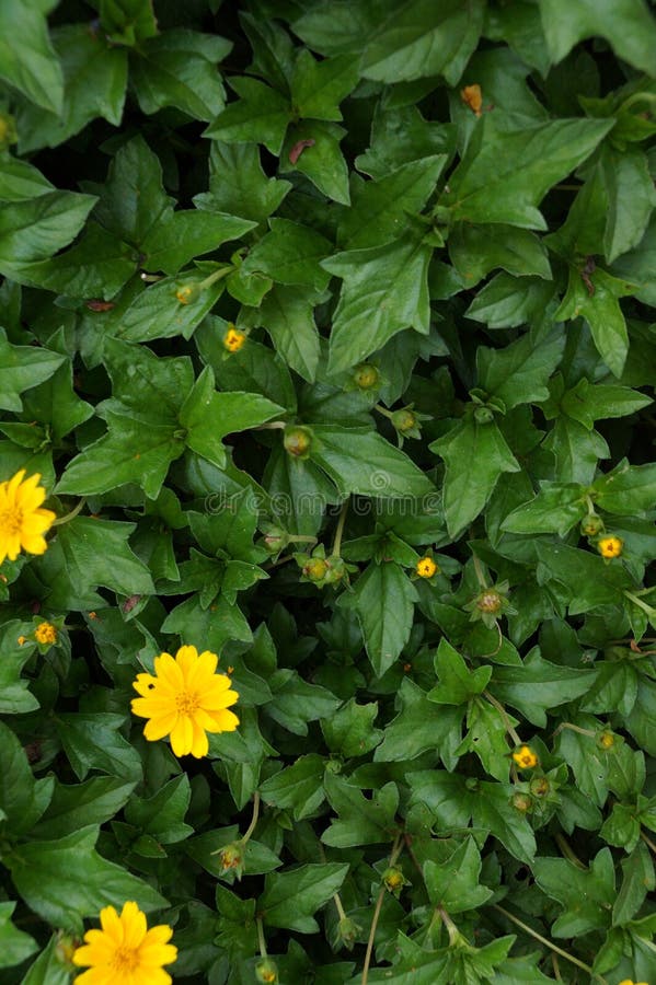 Naturaleza De La Flor Del Sebo Imagen de archivo - Imagen de flor ...