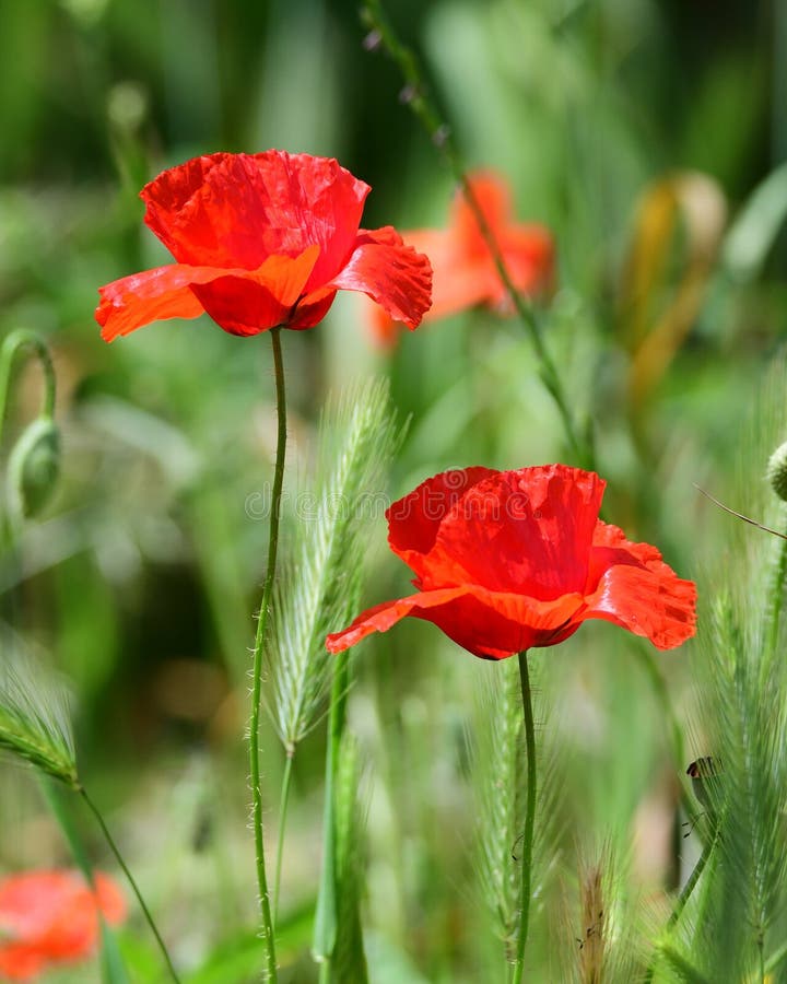 Naturaleza De Las Flores De Los Amapolas Foto de archivo - Imagen de ...