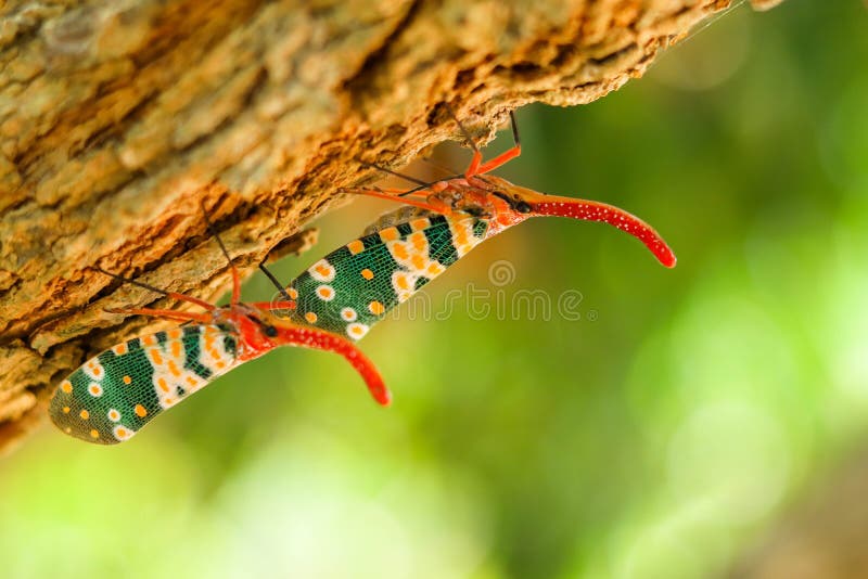 Naturaleza Del Insecto De Pyrops Candelaria Foto de archivo - Imagen de ...