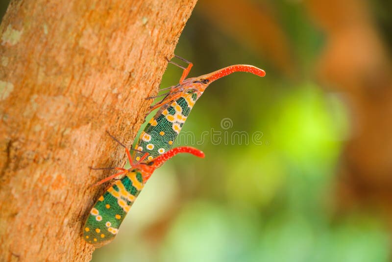 Naturaleza Del Insecto De Pyrops Candelaria Foto de archivo - Imagen de ...
