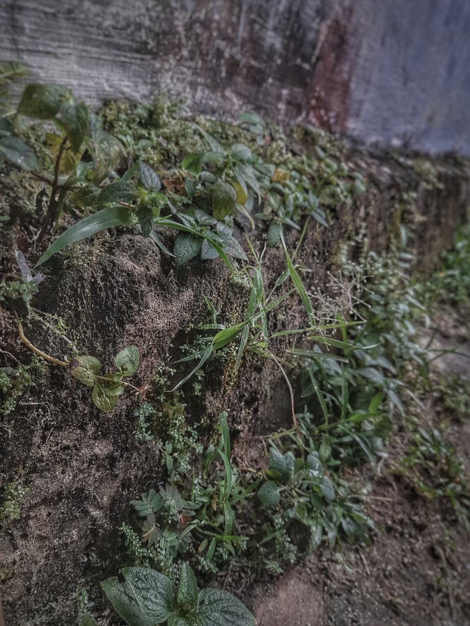 Naturaleza en alza foto de archivo. Imagen de subida - 252560228