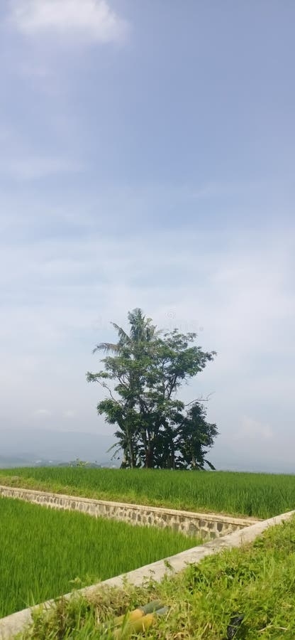 Naturali tree rice field stock photo. Image of plant - 208458380