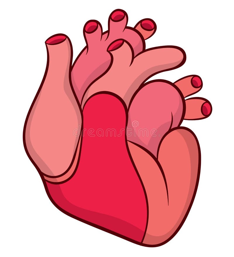 Naturalistic real heart stock vector. Illustration of graphic - 65937307