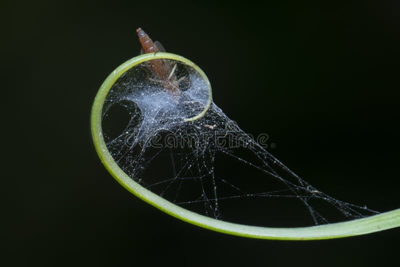 Macro Shot of the Bagworm Moth Larvae. Stock Image - Image of growth ...