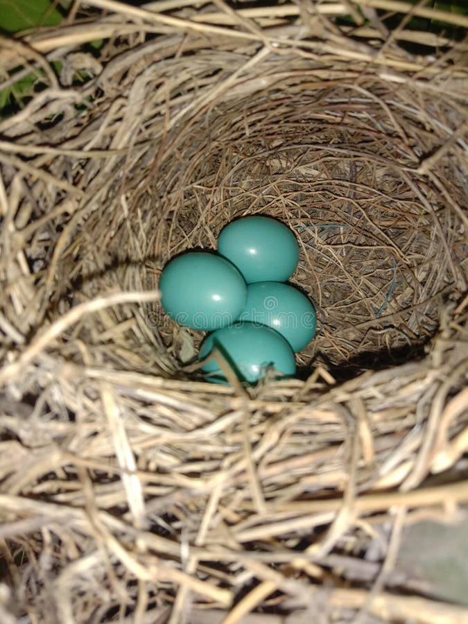 Naturally Birds egg stock photo. Image of leaf, tree - 277684096