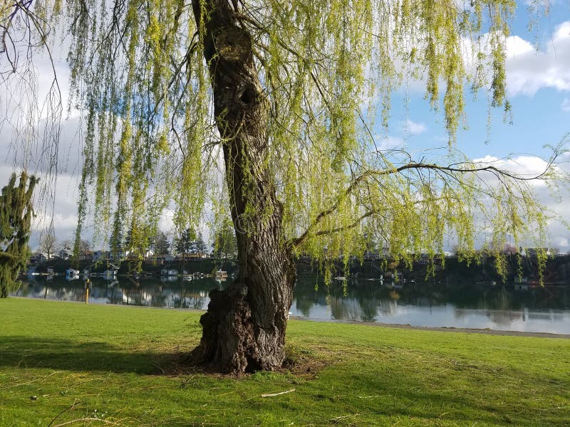 Naturally stock photo. Image of lake, bank, reflection - 97652840