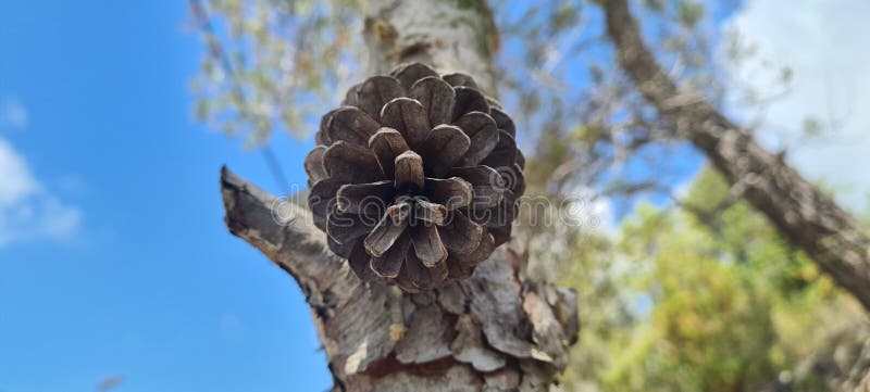 Naturally Cool Acorn Pine Tree Stock Image - Image of camps, produce ...