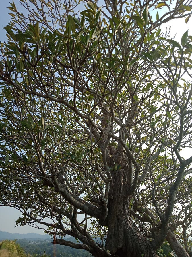 Naturally cool stock photo. Image of cool, amazing, beauty - 131758862