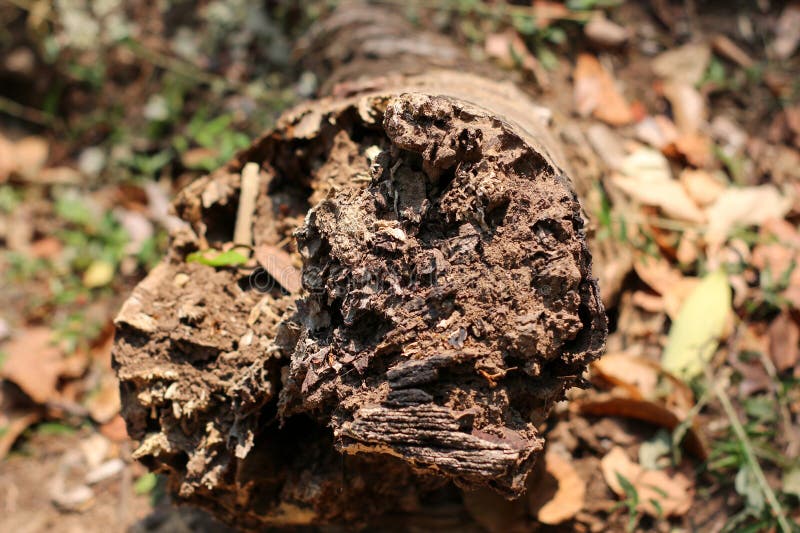 Naturally Decayed Tree Stumps Stock Photo - Image of nature ...