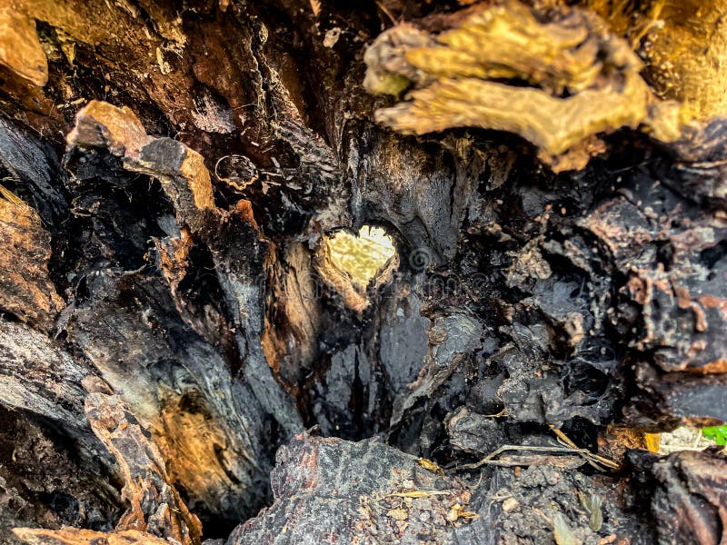 Naturally Formed Heart Shape Inside a Tree Trunk Stock Photo - Image of ...