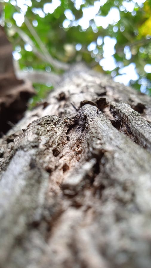 Naturally Formed Tree Bark Cavities Stock Image - Image of naturally ...