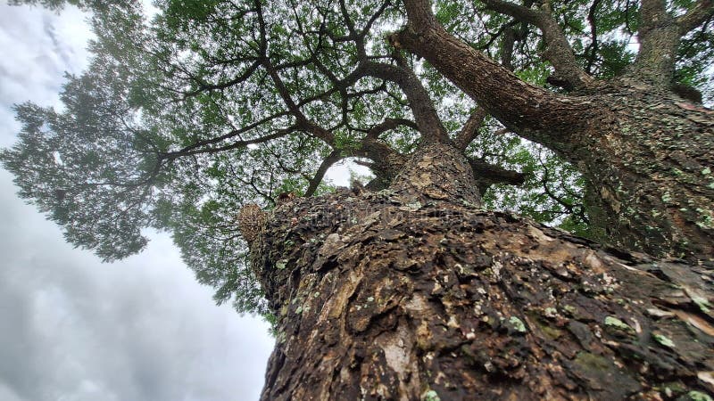 The Naturally Growing Claw Tree Stock Photo - Image of trunk, nature ...