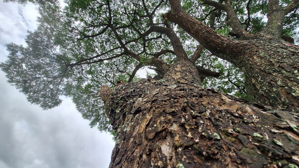 The Naturally Growing Claw Tree Stock Photo - Image of trunk, nature ...